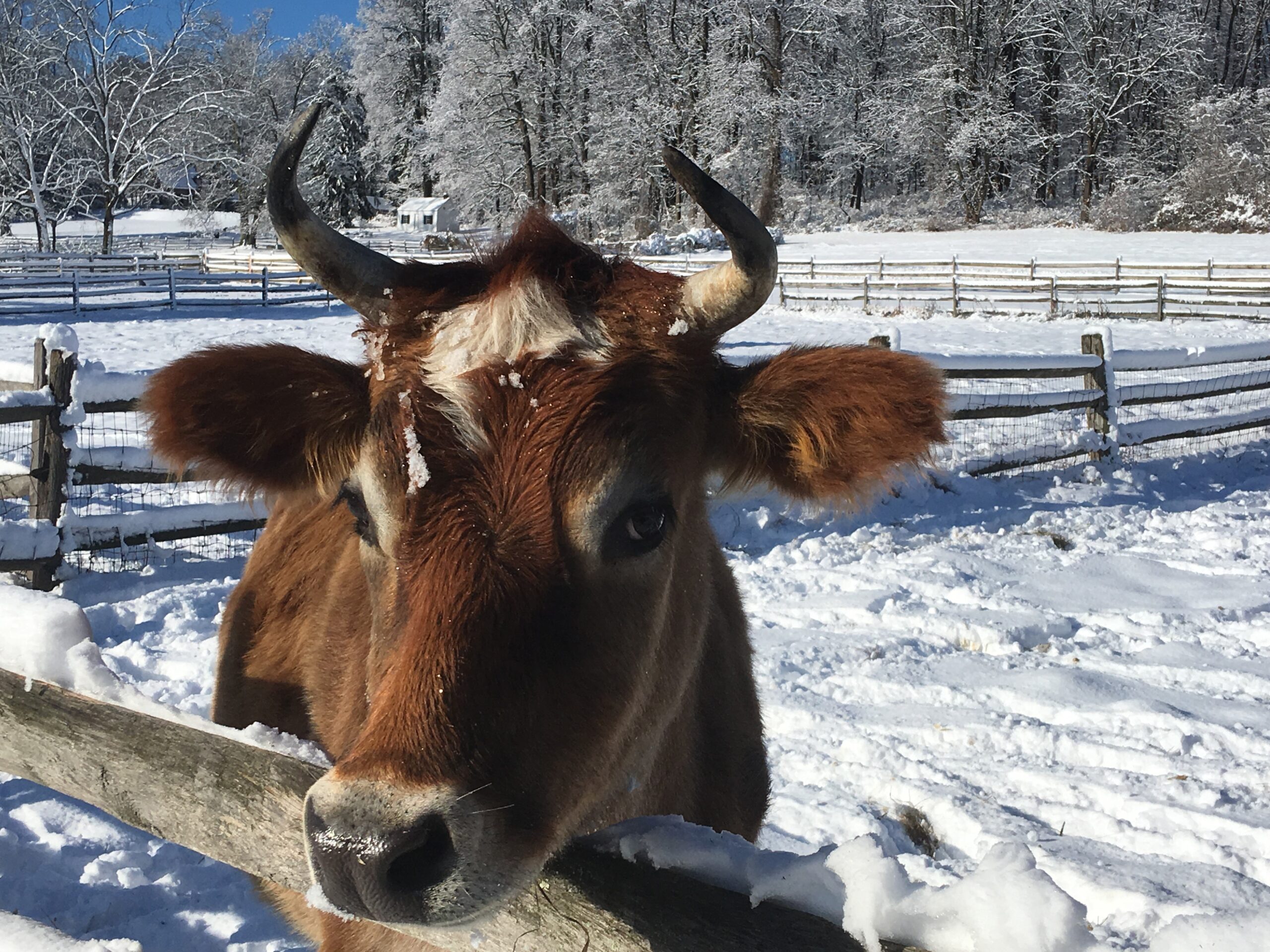 Winter's Day on the Farm - Morris County Tourism Bureau